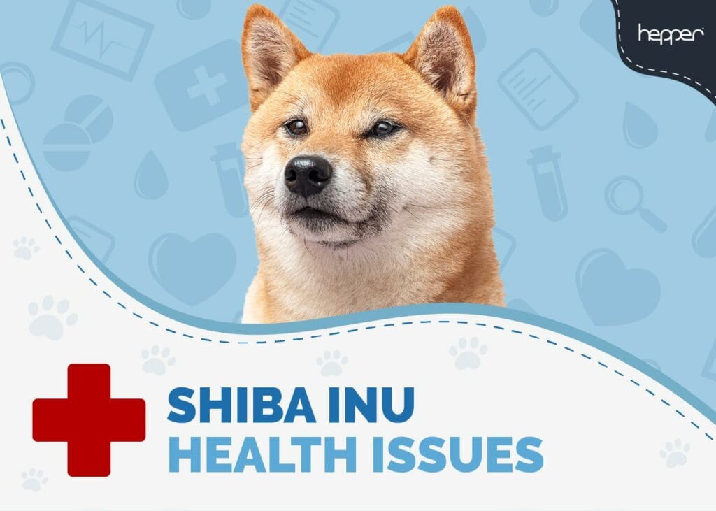8 Common Shiba Inu Health Problems: Our Vet Explains | Hepper Pet Resources