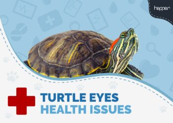 Turtle Eyes: 5 Common Health Issues to Watch Out For (Vet Answer ...