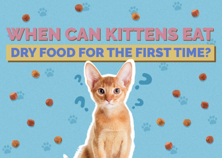When Can Kittens Eat Dry Food for the First Time? Vet-Verified Facts ...