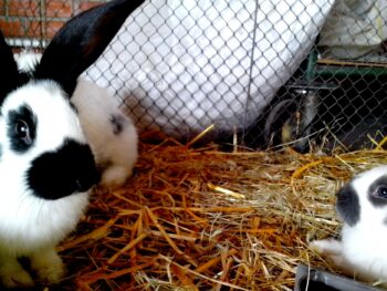 Himalayan Rabbit: Info, Care, Diet, Pictures & More | Hepper Pet Resources