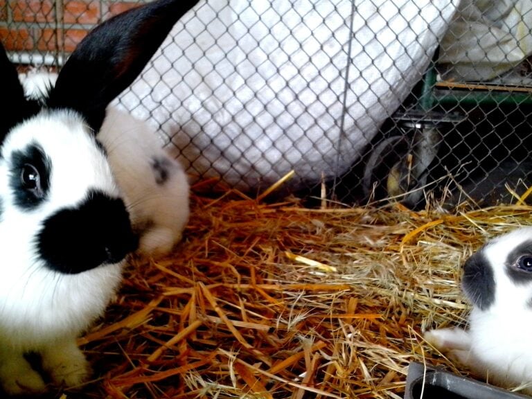Himalayan Rabbit: Info, Care, Diet, Pictures & More | Hepper Pet Resources