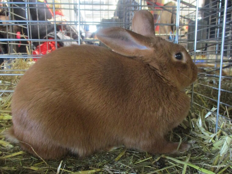 Rabbit Pregnancy: A Complete Vet Reviewed Guide | Hepper Pet Resources