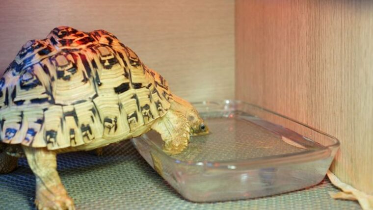 How To Breed Turtles: Vet-Reviewed Reproduction Process & Facts ...