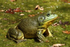 Green Frog vs Bullfrog: What’s the Difference? Vet-Verified Facts ...