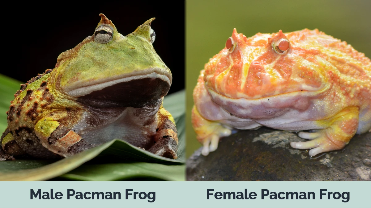 Pacman Frog Male vs Female: The Differences (With Pictures) | Hepper ...