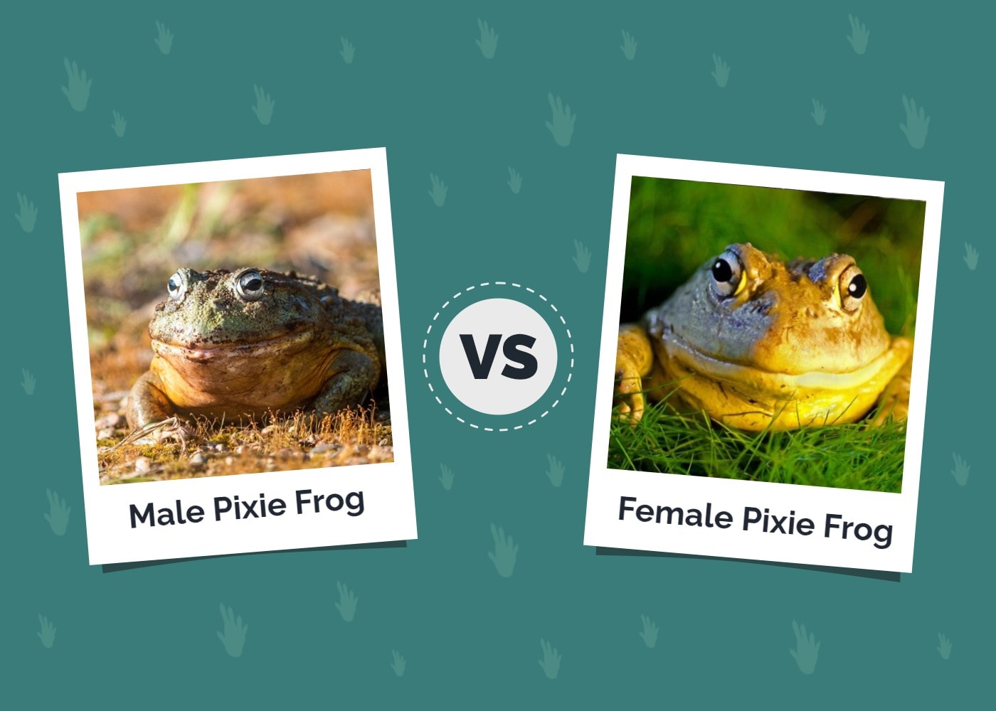 Male vs. Female Pixie Frog: The Differences (Vet-Verified Info With Pictures) | Hepper Pet Resources