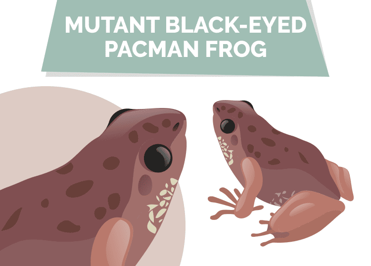 13 Types of Pacman Frogs (With Info & Pictures) | Hepper Pet Resources