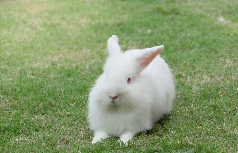 10 White Rabbit Breeds (With Info & Pictures) | Hepper Pet Resources