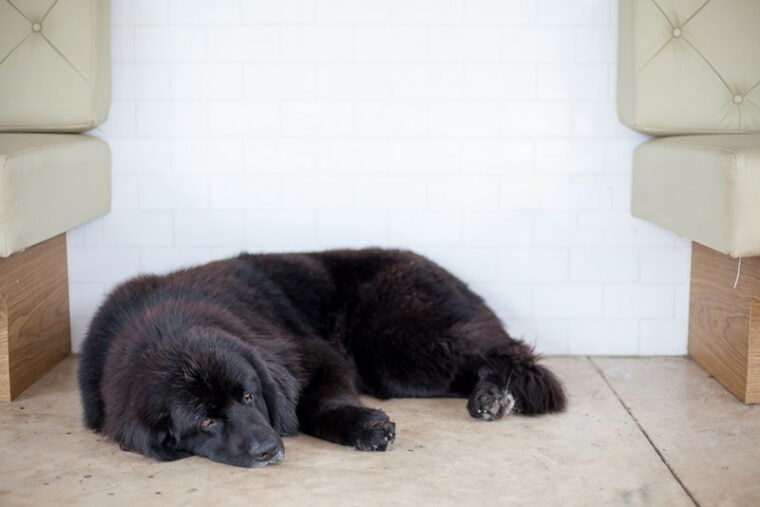 8 Common Newfoundland Dog Health Issues (Vet Answer) | Hepper Pet Resources