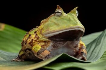 Pacman Frog: Care Guide, Lifespan, Pictures, Diet & More | Hepper Pet ...
