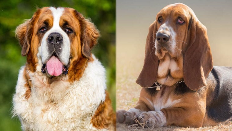 18 Basset Hound Mixed Breeds (With Info & Pictures) | Hepper Pet Resources