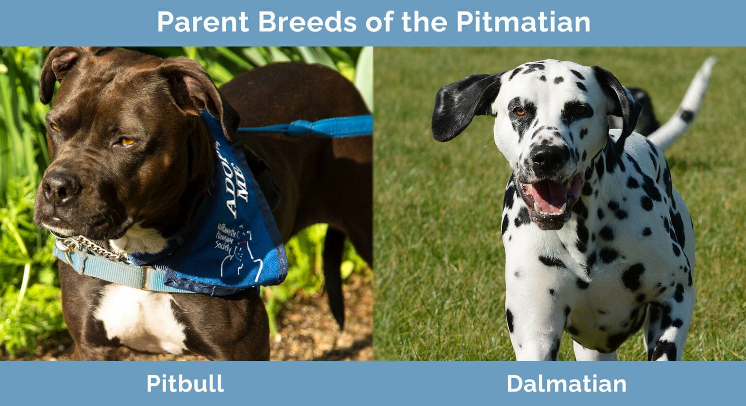 Pitmatian (Pitbull & Dalmatian Mix): Pictures, Temperament & Traits ...
