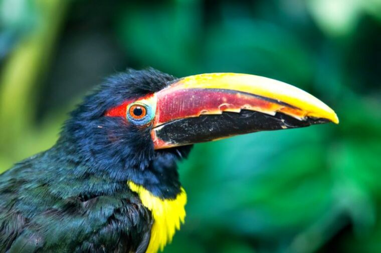 12 Rare & Exotic Pet Bird Species (With Info & Pictures) | Hepper Pet ...