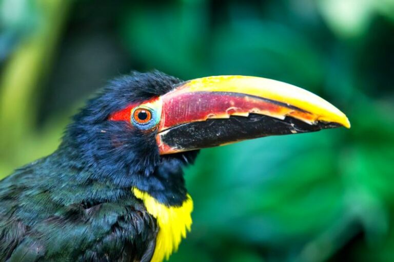 12 Rare & Exotic Pet Bird Species (With Info & Pictures) | Hepper Pet ...