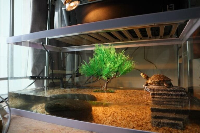 How Much Water Should Be in a Turtle Tank? Vet-Reviewed Setup Guide ...