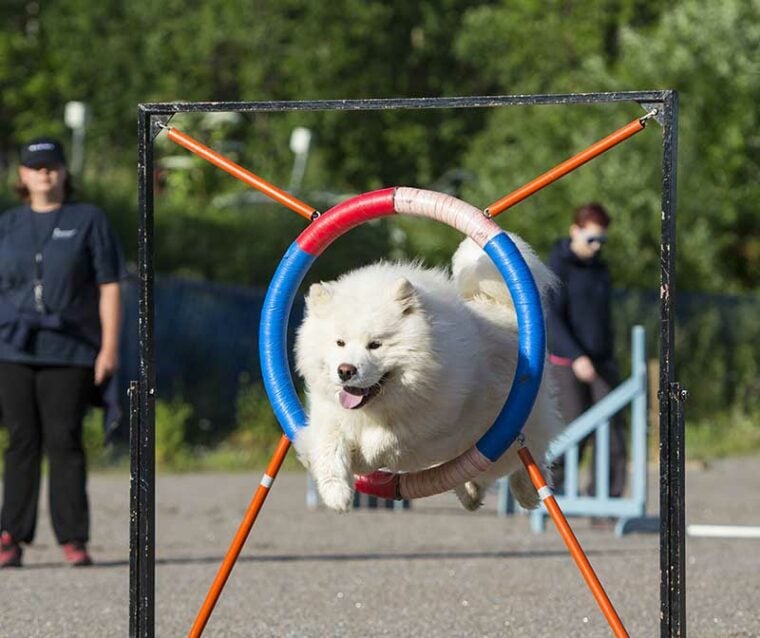 How to Train a Samoyed: 12 Expert Tips & Advice | Hepper Pet Resources