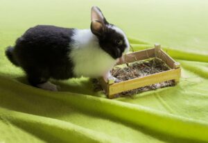 Satin Rabbit: Info, Care, Diet, Pictures & More | Hepper Pet Resources