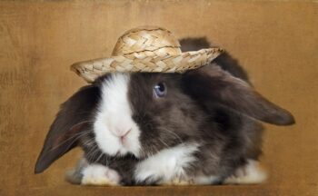Satin Rabbit: Info, Care, Diet, Pictures & More | Hepper Pet Resources