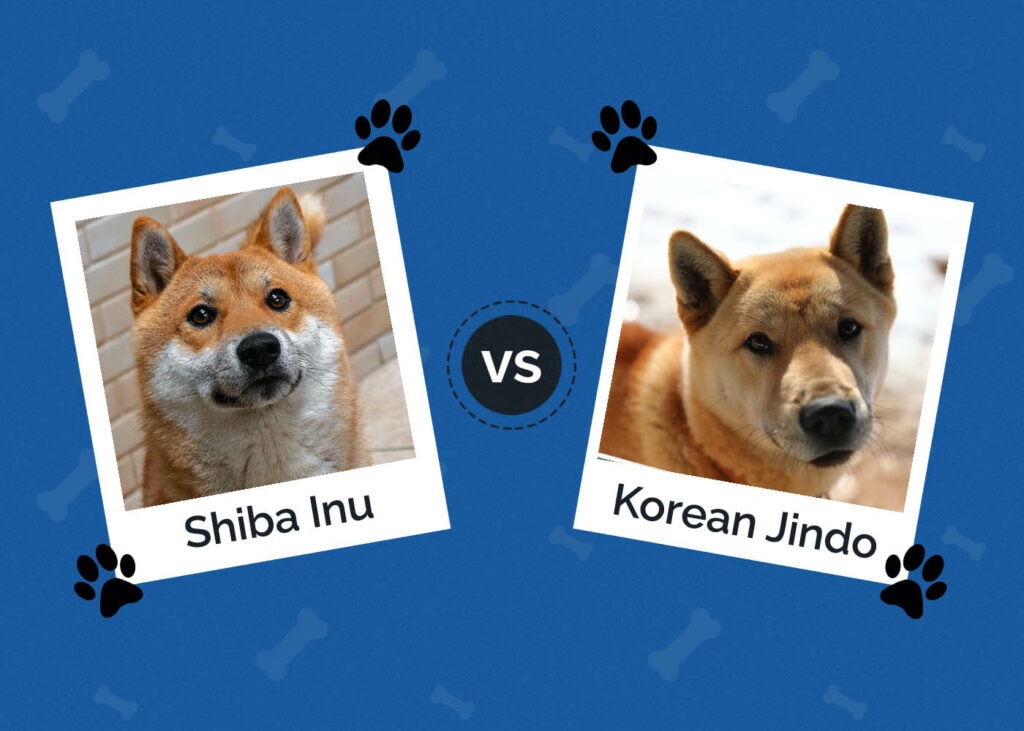 Shiba Inu vs Korean Jindo: Differences Explained (With Pictures) | Hepper Pet Resources