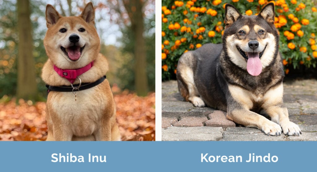 Shiba Inu vs Korean Jindo: Differences Explained (With Pictures ...