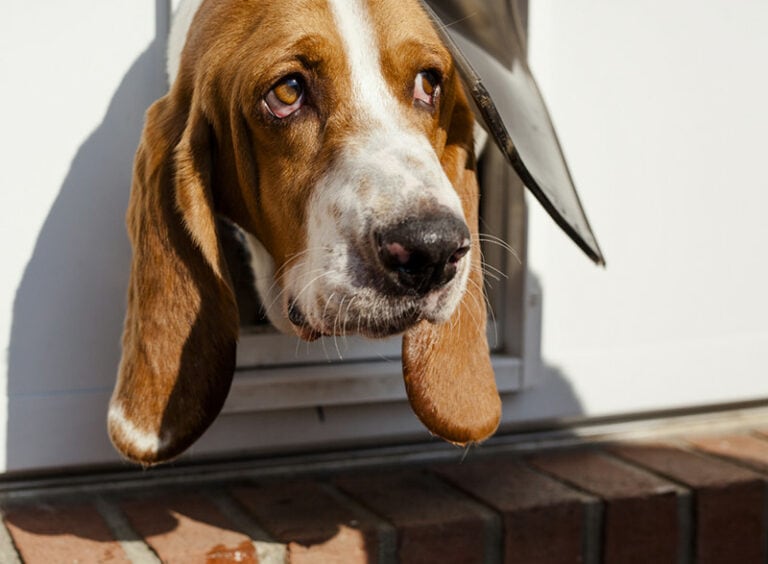 Why Is My Dog Scared to Go Outside? Vet-Reviewed Reasons & How to Help ...