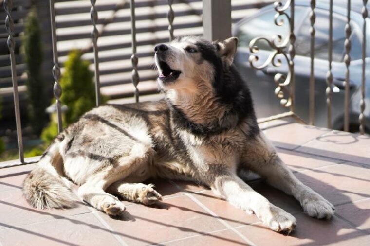 Why Do Dogs Howl at Sirens? 6 Reasons | Hepper Pet Resources