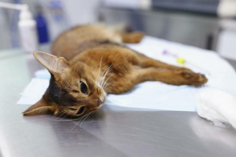 Feline Upper Respiratory Infection: Our Vet Explains the Causes, Signs ...