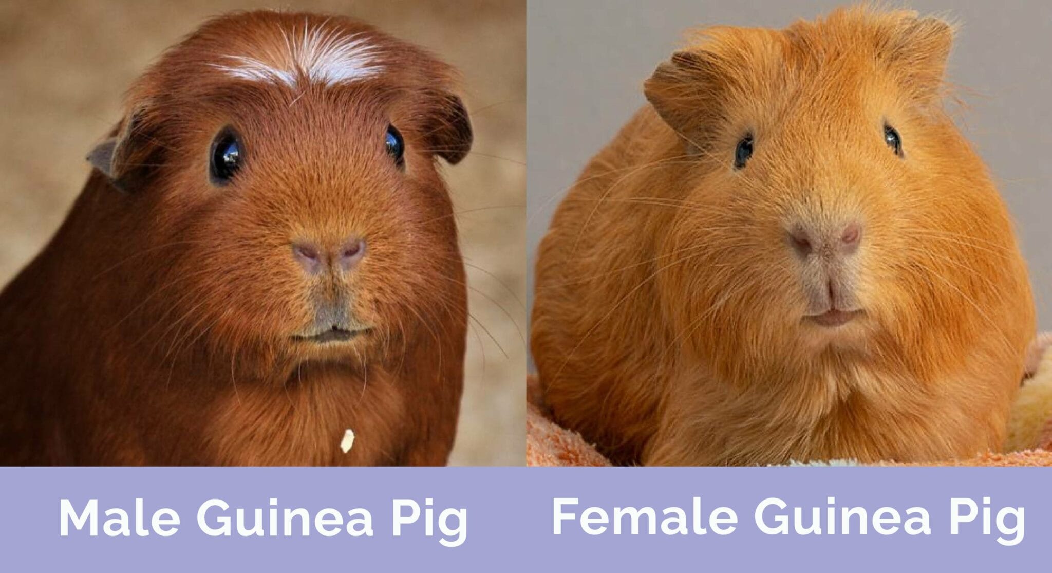 Male vs Female Guinea Pig: Differences Explained (With Pictures ...