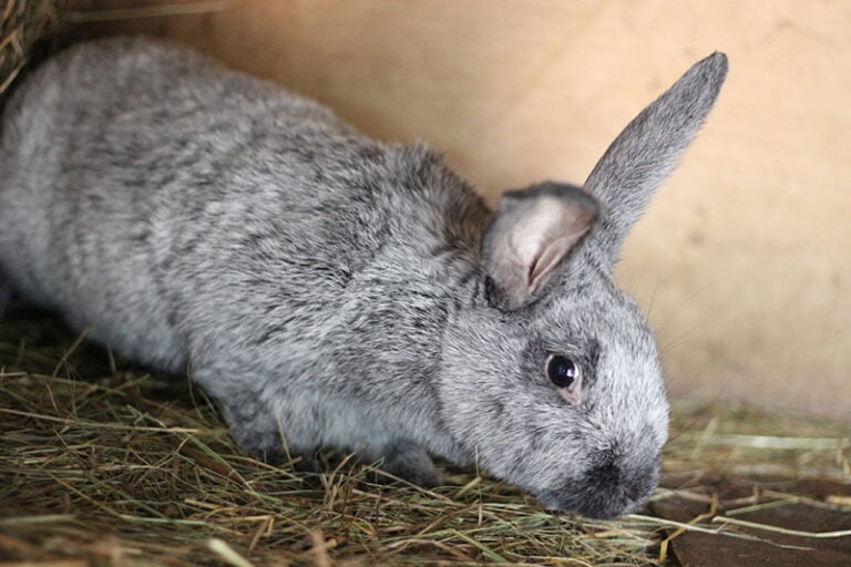 How Long Can You Leave a Rabbit Alone? 7 Vet Approved Tips | Hepper Pet ...
