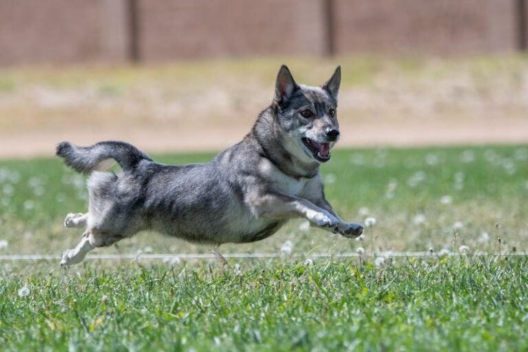 Why Does My Dog Chase People? 7 Possible Reasons | Hepper Pet Resources