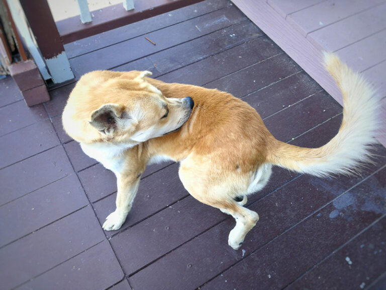 Why Do Dogs Chase Their Tails? 9 Typical Reasons | Hepper Pet Resources