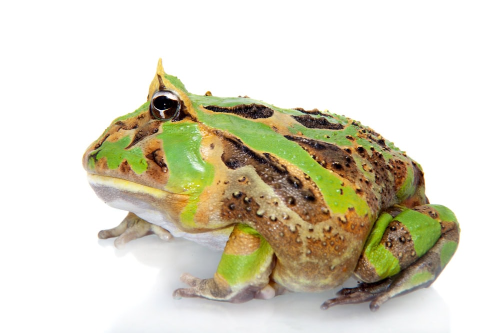 13 Types of Pacman Frogs (With Info & Pictures) | Hepper Pet Resources