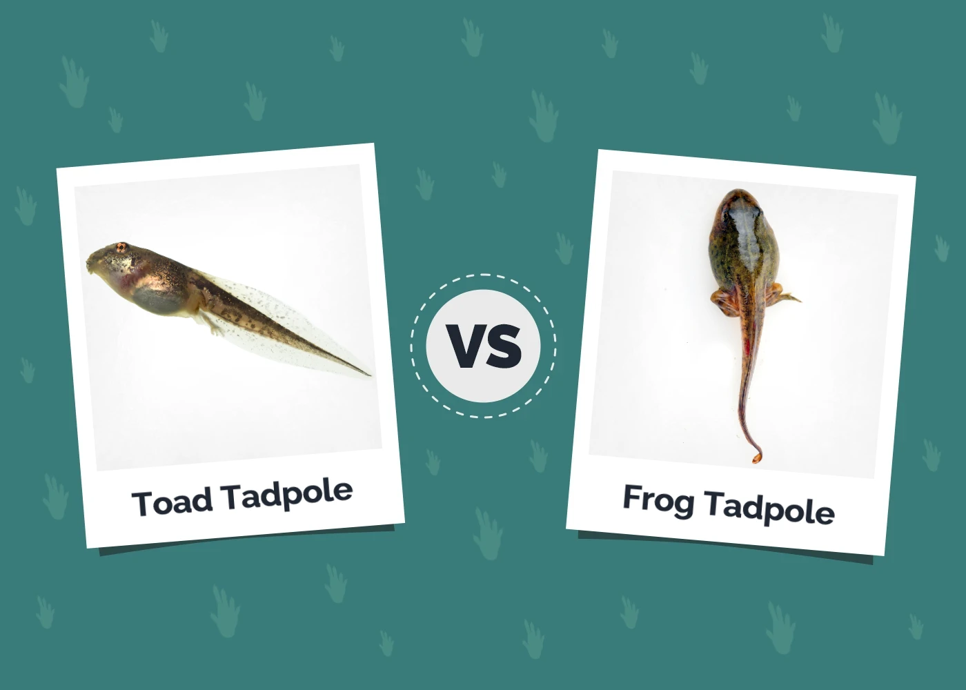 Toad Tadpoles vs Frog Tadpoles: Vet-Reviewed Differences (With Pictures ...