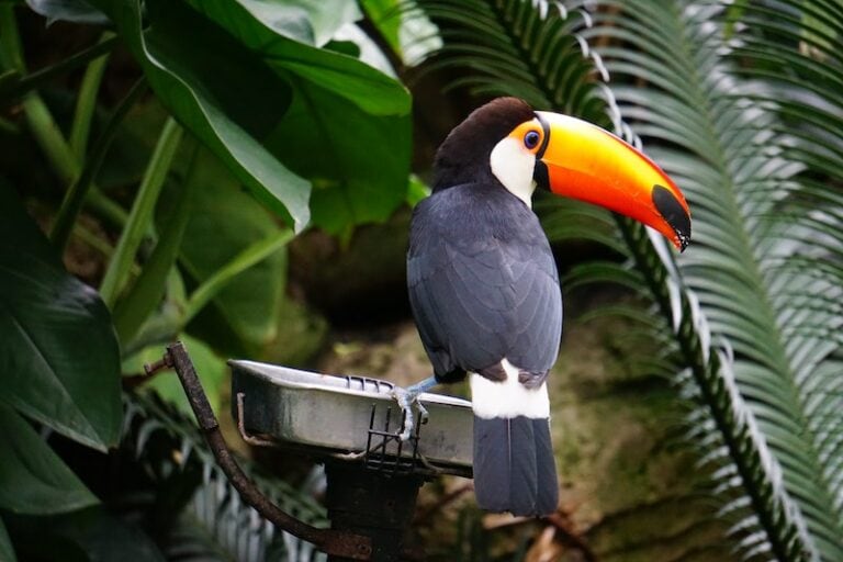 12 Rare & Exotic Pet Bird Species (With Info & Pictures) | Hepper Pet ...
