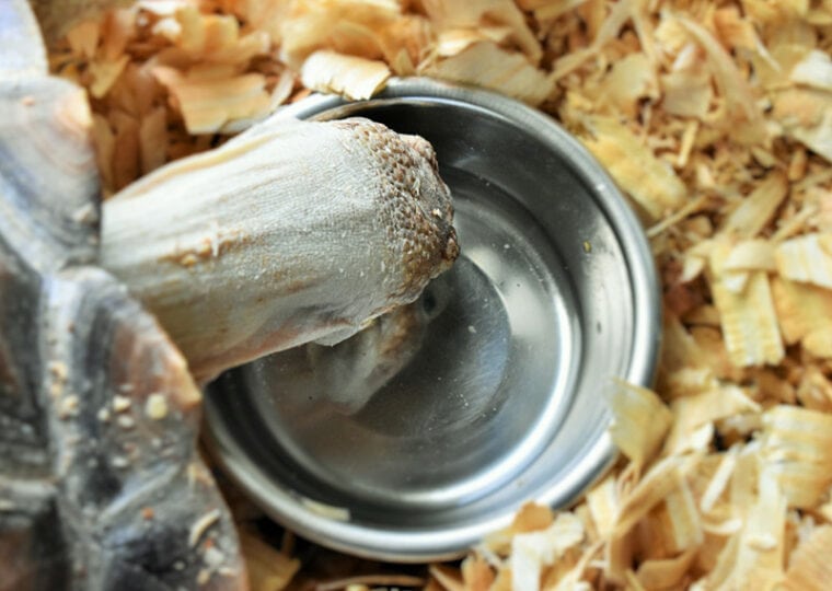 20 Signs a Tortoise Is Dying or Very Sick: Our Vet Answers | Hepper Pet ...