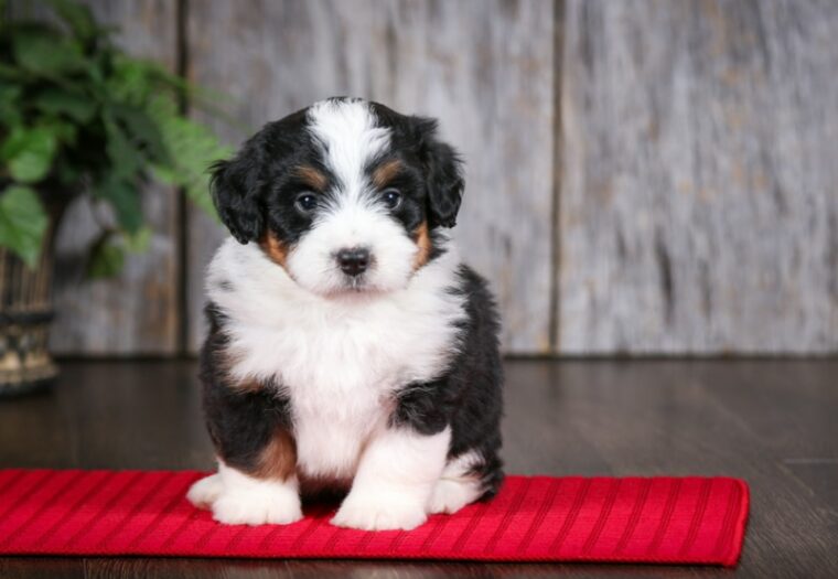 Do Puppy Eyes Change Color? Vet-Verified Facts & FAQ | Hepper Pet Resources