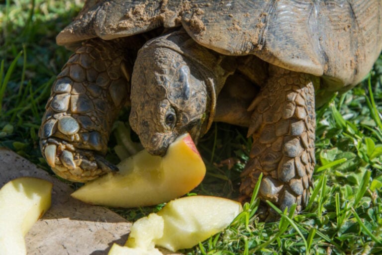 Can Turtles Eat Fruit? 12 Vet-Reviewed Nutritious Options | Hepper Pet ...