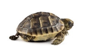 How Often Do Tortoises Poop? Our Vet Answers | Hepper Pet Resources