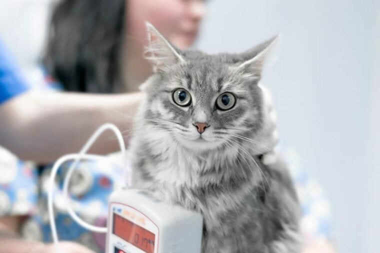 What Is a Normal Cat Blood Pressure Reading? Our Vet Explains | Hepper ...
