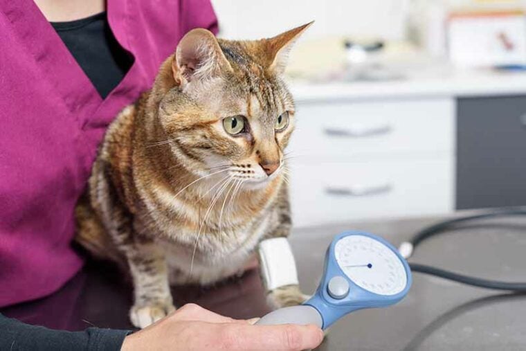 What Is a Normal Cat Blood Pressure Reading? Our Vet Explains | Hepper ...