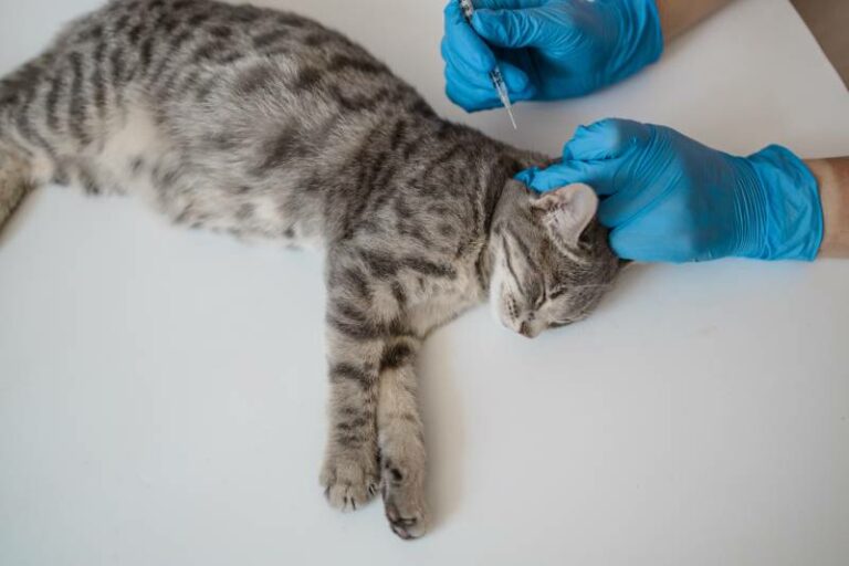Ear Cancer in Cats: Signs, Causes, Treatments & FAQ (Vet Answer ...