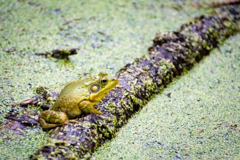 Green Frog vs Bullfrog: What’s the Difference? Vet-Verified Facts ...