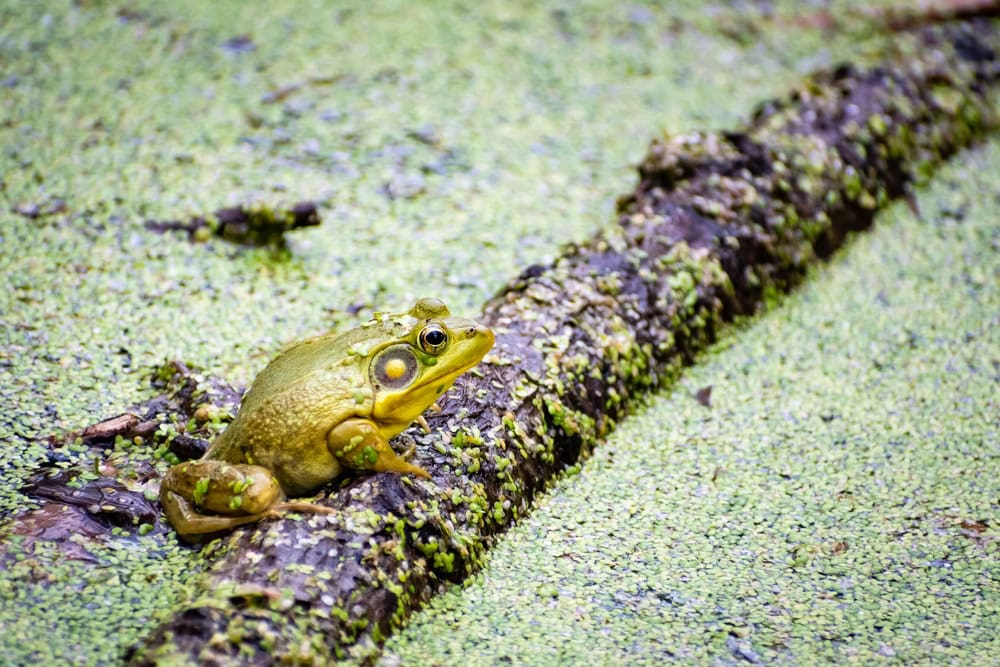 Green Frog vs Bullfrog: What’s the Difference? Vet-Verified Facts ...