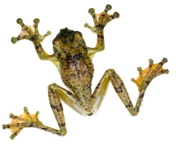 How Many Toes Do Frogs Have? Vet-Verified Anatomical Information ...