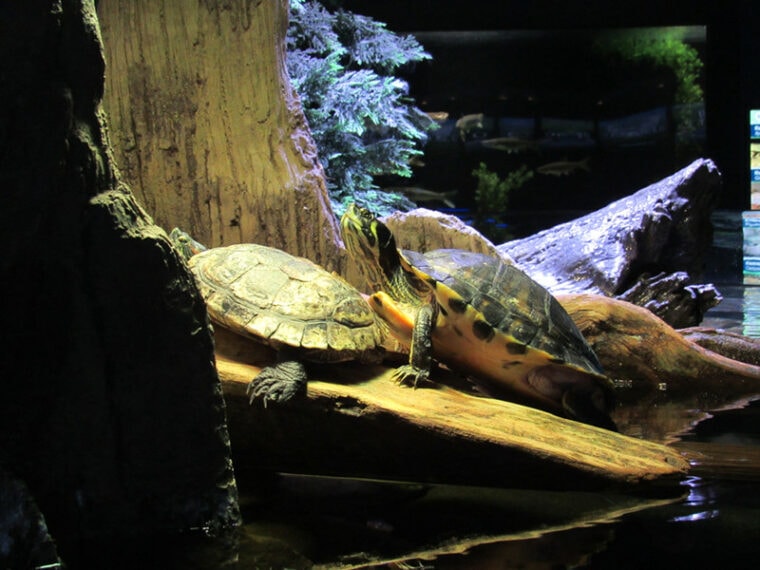 Yellow-Bellied Slider Turtle: Pictures, Facts, Diet & Care Guide ...