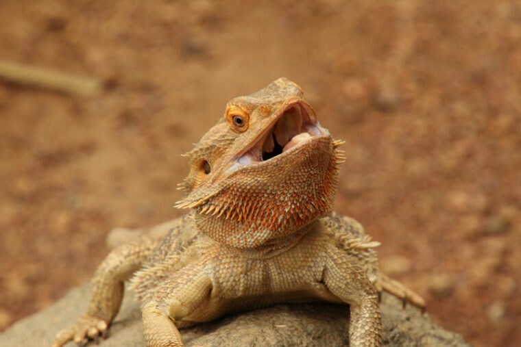 Why Does My Bearded Dragon Puff Up? Vet-Reviewed Reptile Behaviour ...