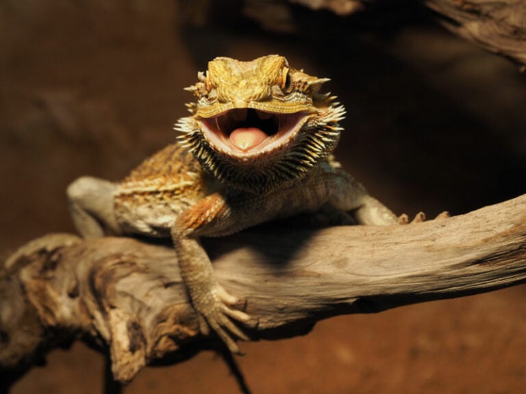 20 Incredible & Fun Bearded Dragon Facts | Hepper Pet Resources