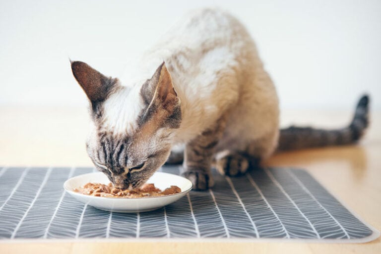 Can Cats Eat Walnuts? Vet-Reviewed Health & Safety Guide | Hepper Pet ...