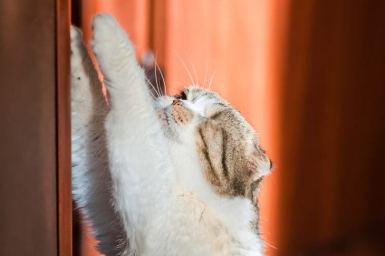 How to Stop a Cat From Scratching the Door (11 Tips & Tricks) | Hepper ...