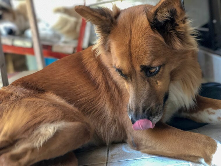 Acid Reflux in Dogs: Signs, Causes & Treatment (Vet Answer) | Hepper ...